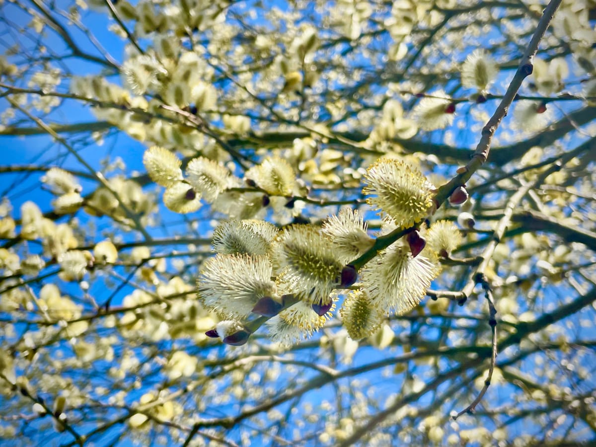 How ZEISS and ASML Enable the Modern Chip Industry